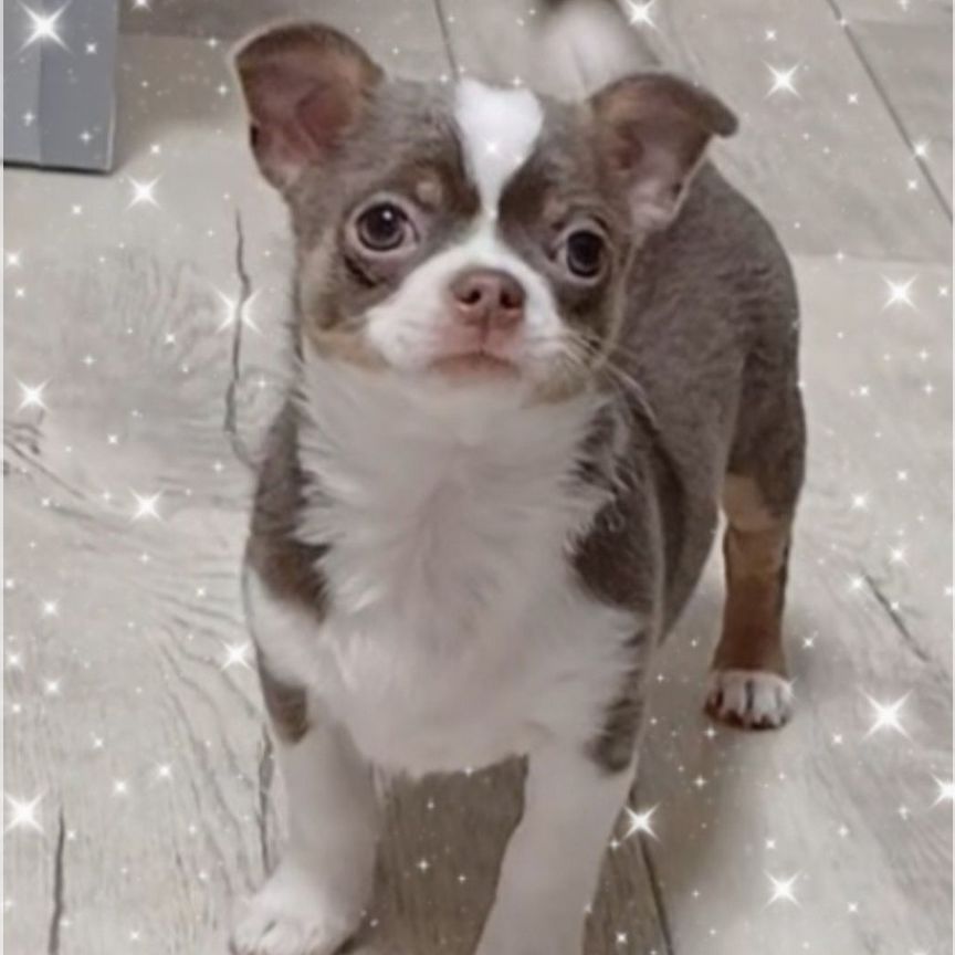 Чихуахуа, щенок