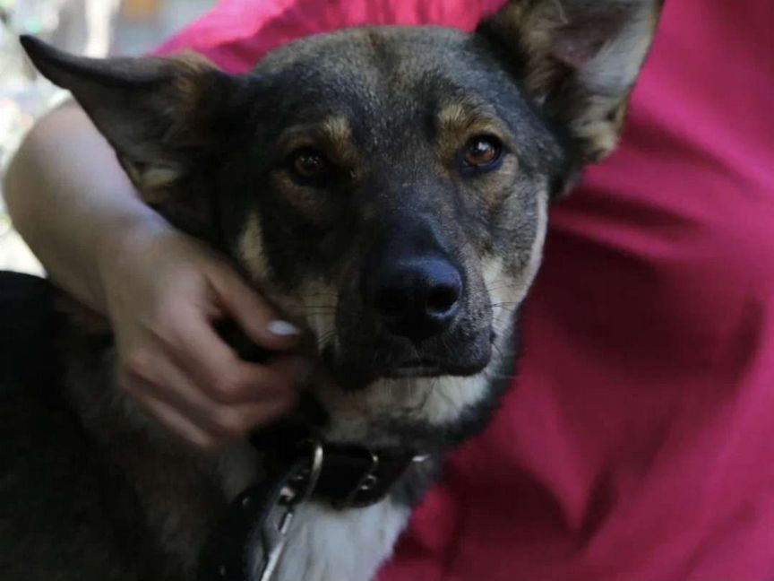 Собака в добрые руки