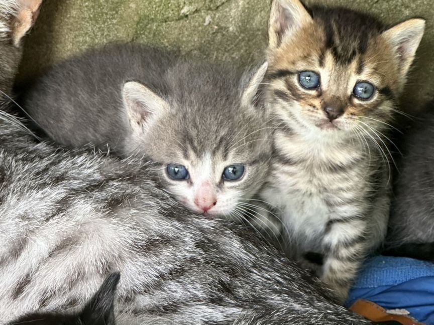 Отдам бесплатно