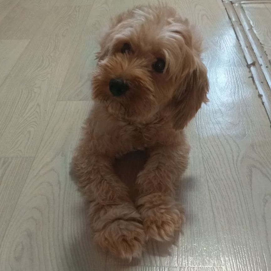 Кокапу, щенок