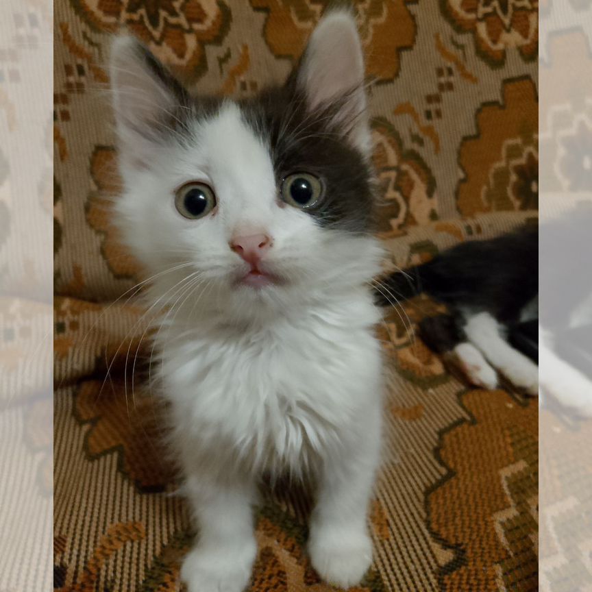 Котята в поисках человека