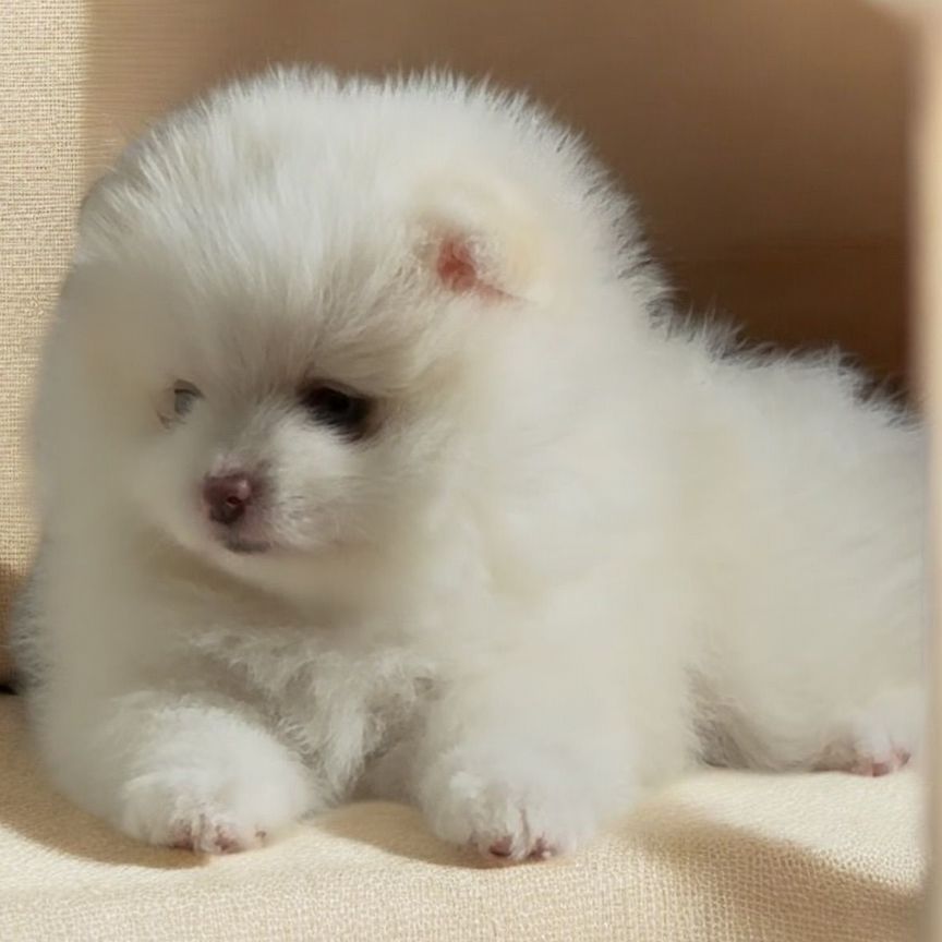 Померанский шпиц, щенок