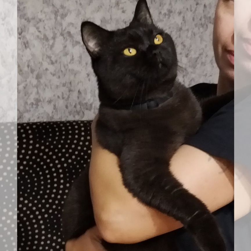 Британская короткошёрстная, взрослая кошка