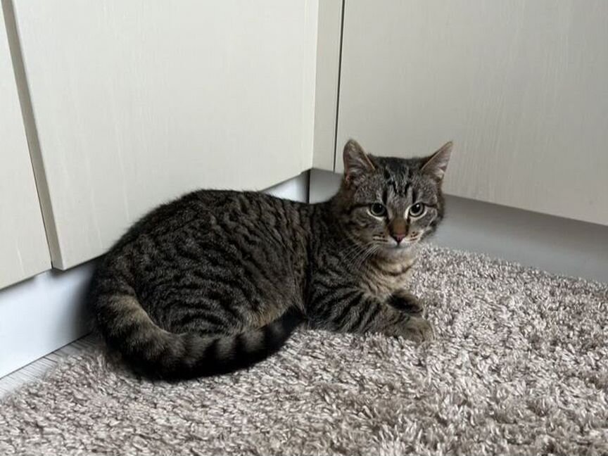 Котенок добрые руки