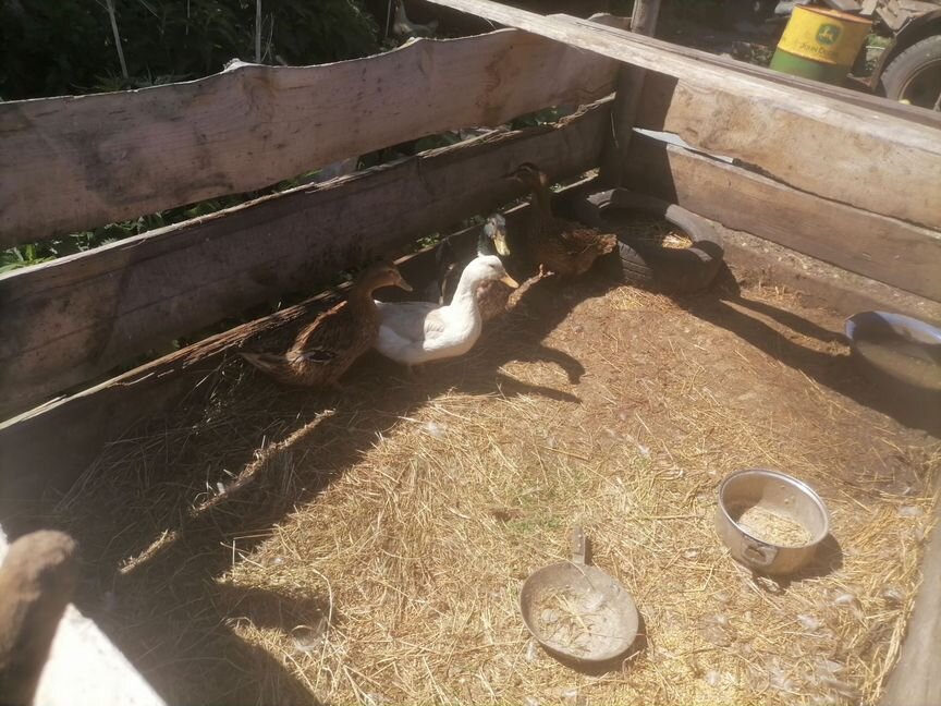 Утки кряквы