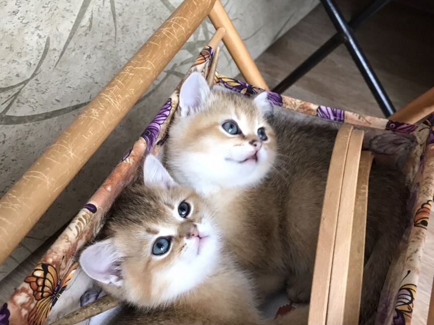 Котята золотая шиншилла