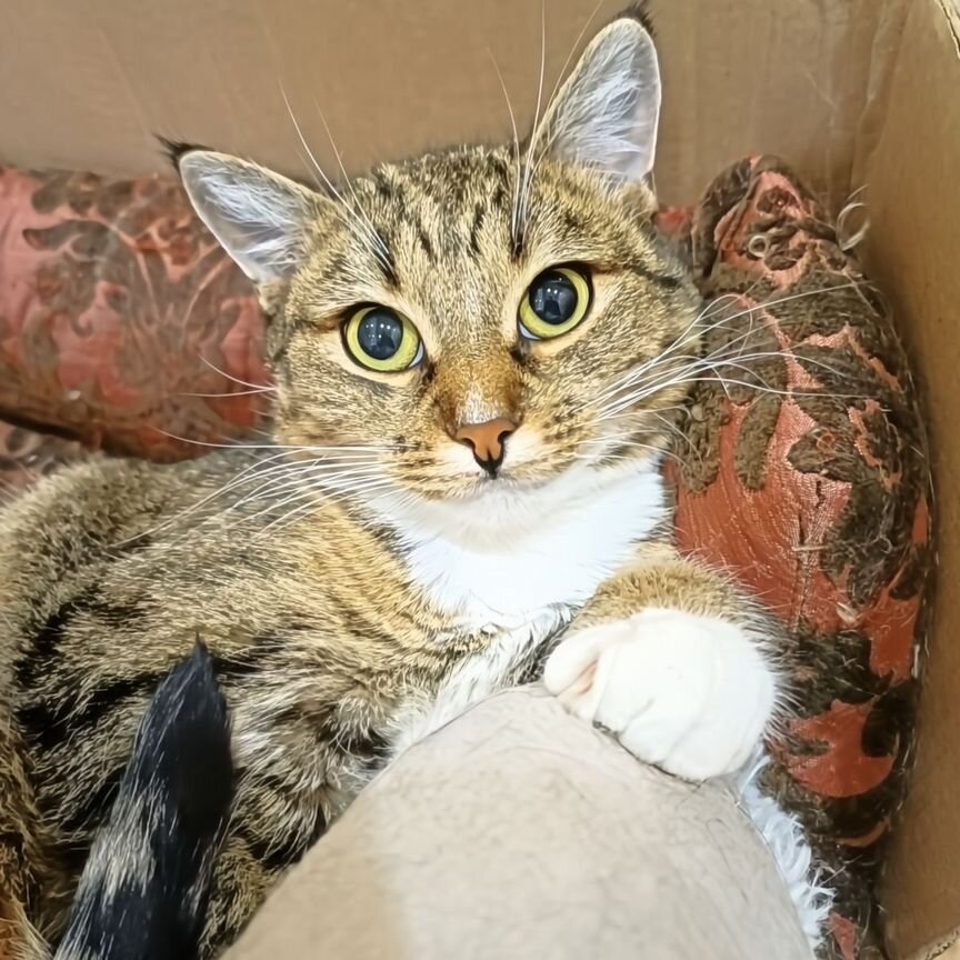 Взрослая, кошка в добрые руки