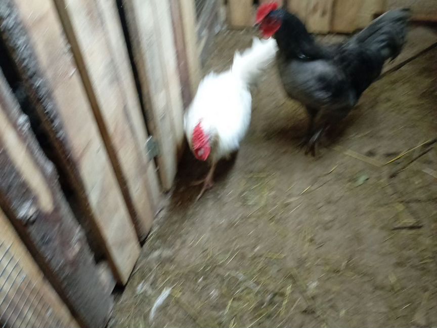 Молодые петухи