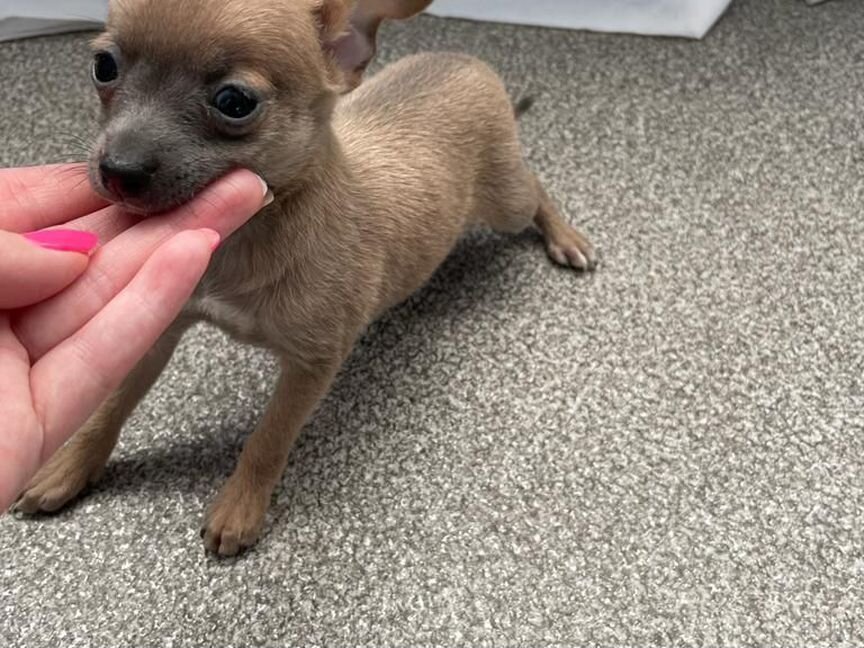 Мини той-терьер