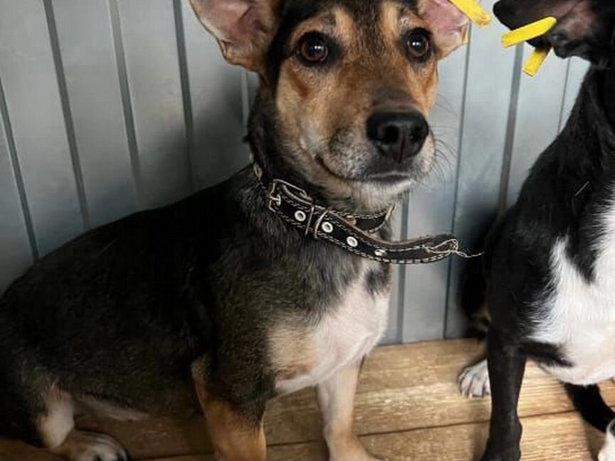 Ушастая маленькая собачка нуждается в доме