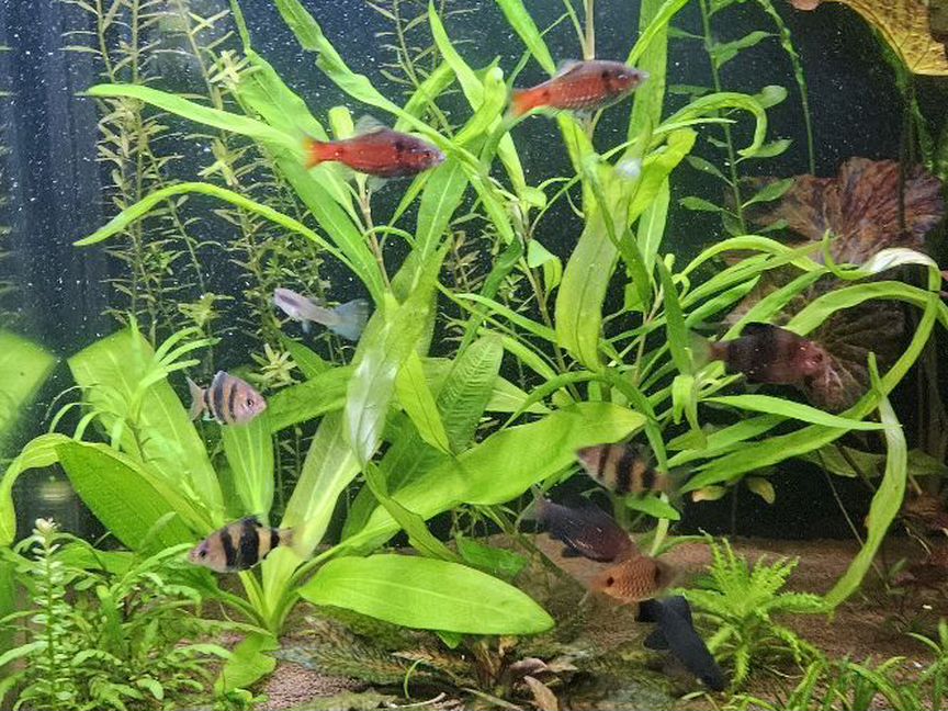 Барбус черный алый шуберта