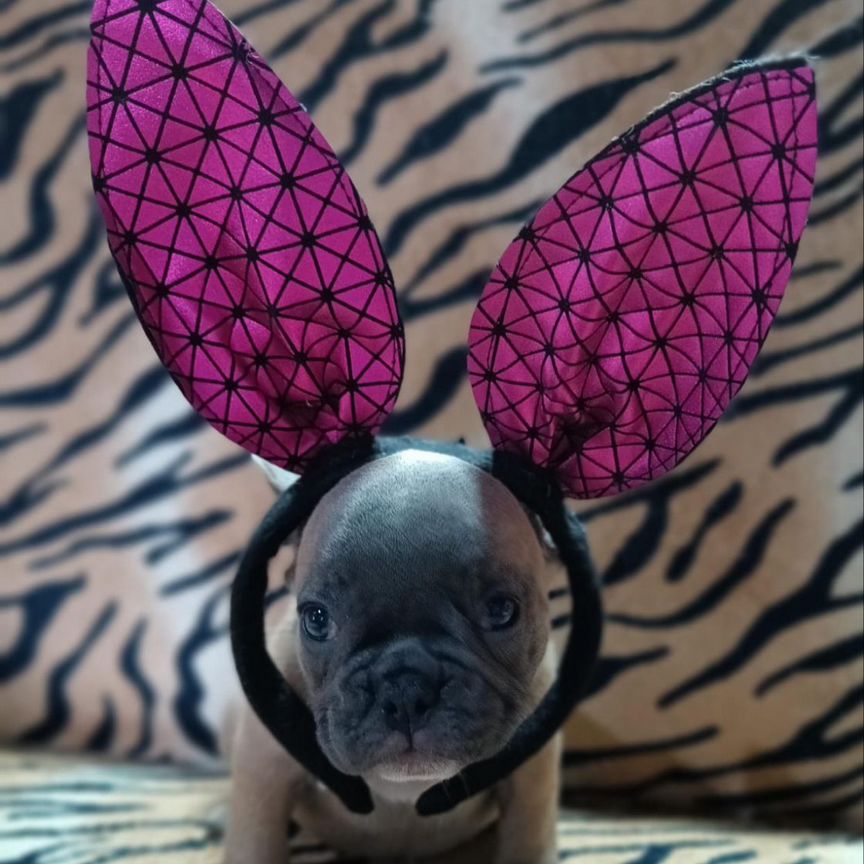 Французики голубого окраса