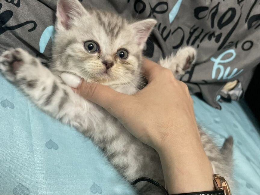 Шотланский котенок