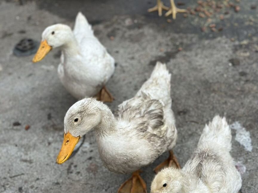 Куры и утки