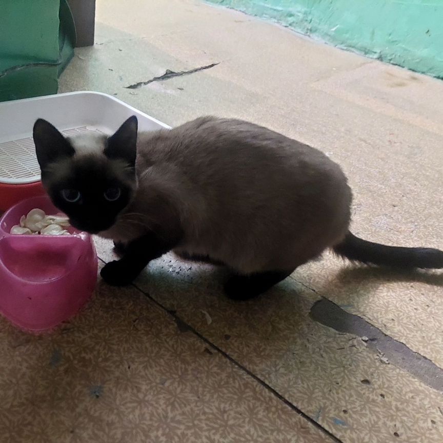 Сиамская, взрослая кошка