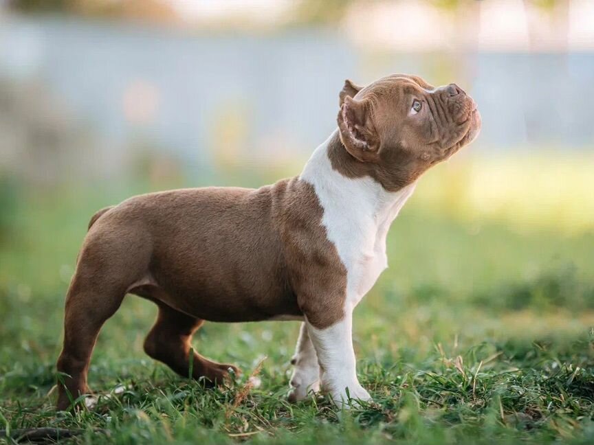 Американский булли экзот