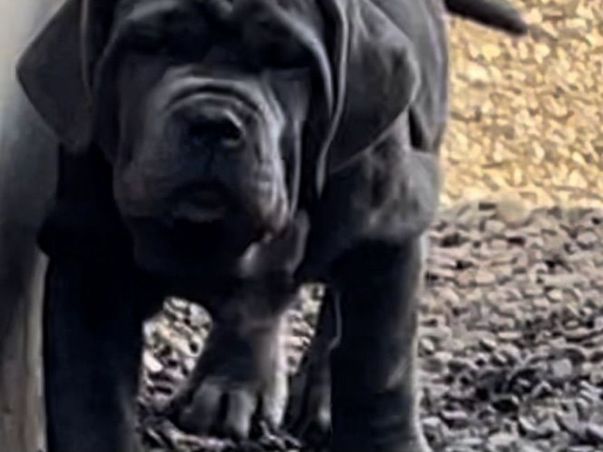 Неаполитанский мастиф