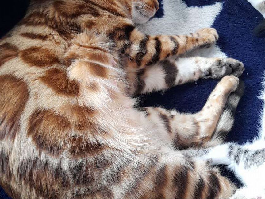 Бенгальская кошка, продам