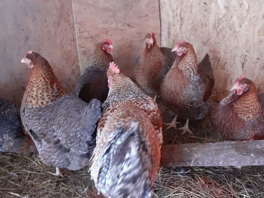 Куры билефельдер