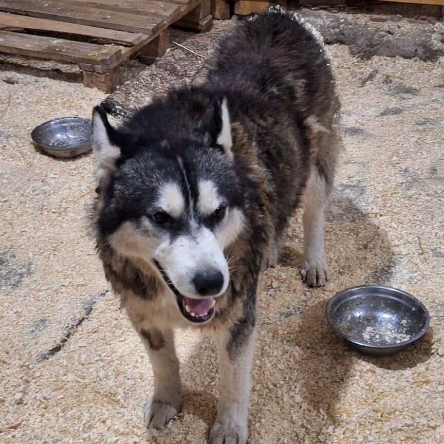 Аляскинский маламут, взрослый пёс