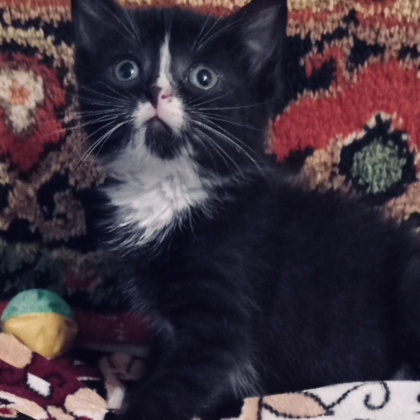 Котенок девочка