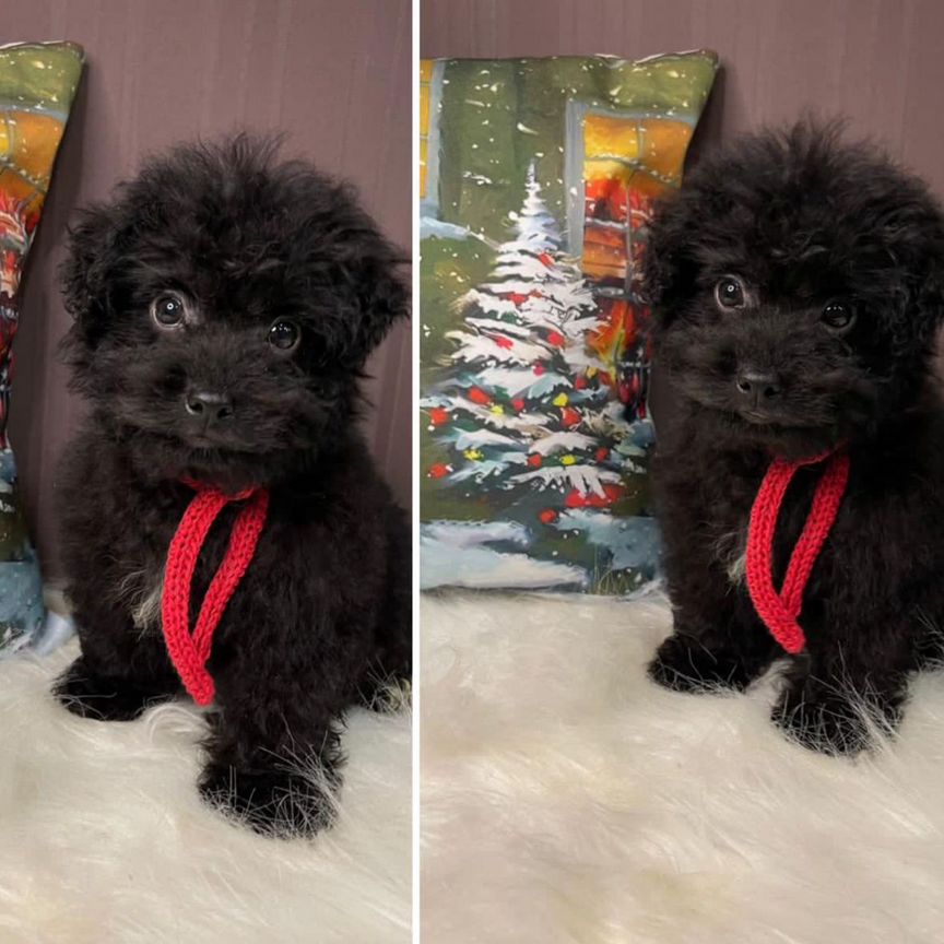 Мальтипу, щенок