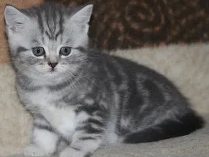Британский чистокровный котёнок