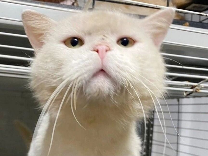 Котик ищет дом