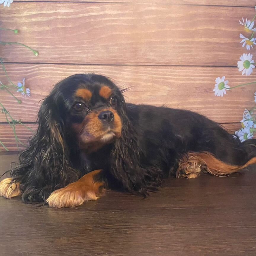 Мальчишки. Кавалерчики