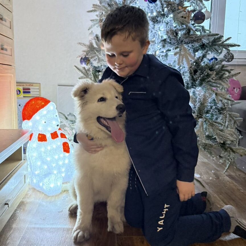 Новогоднее чудо