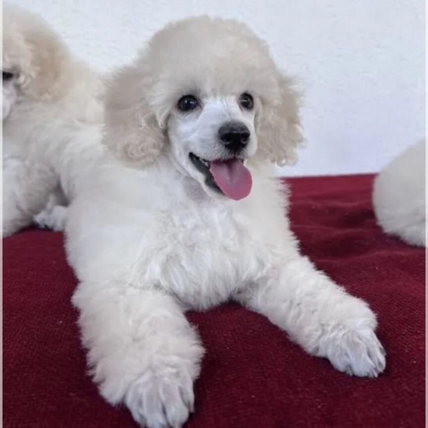 Той-пудель белый