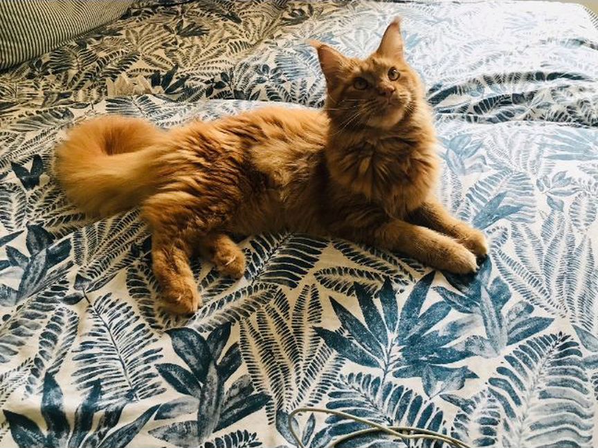 Котята мейн-кун