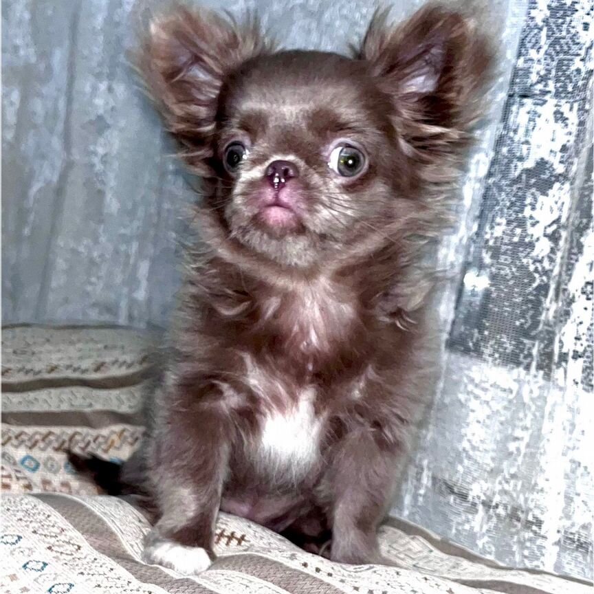 Чихуахуа, щенок