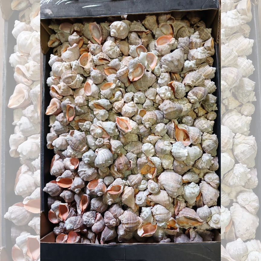 Морские ракушки для дизайна и аквариума