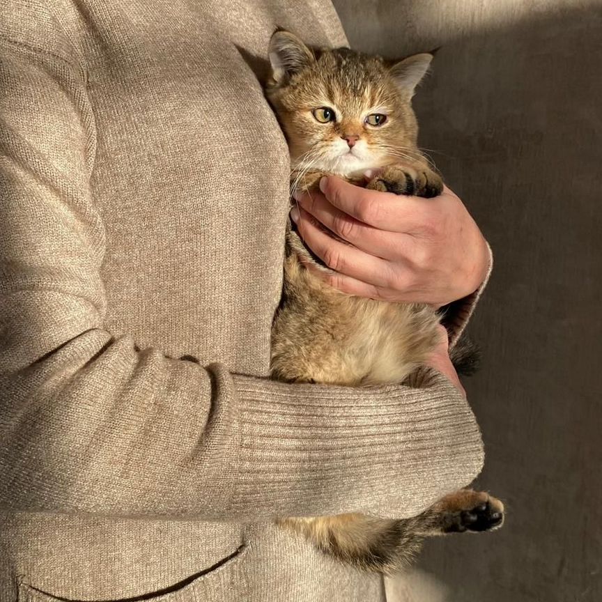 Шотландская малышка