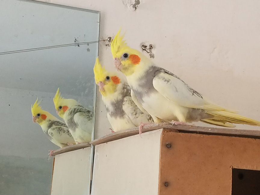 Попугаи Кореллы птенцы