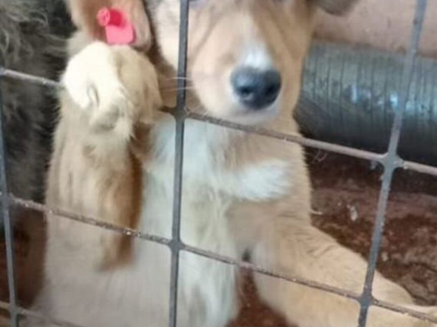 Русская борзая