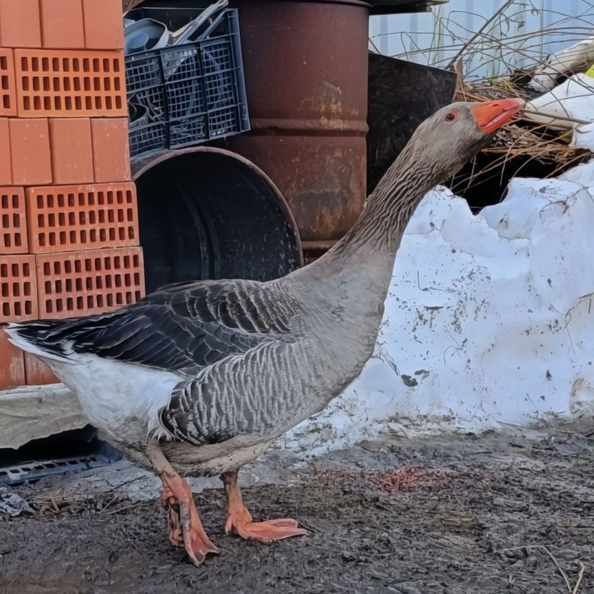 Гусь 9 месяцев