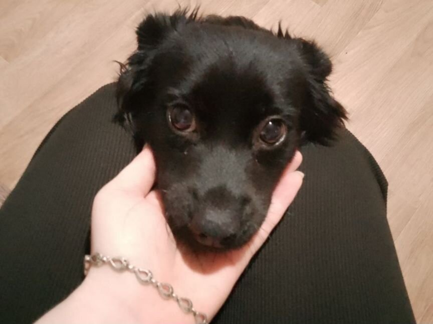 Маленькие собаки