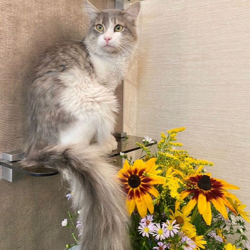 Молодой котик ищет дом, будет шикарный