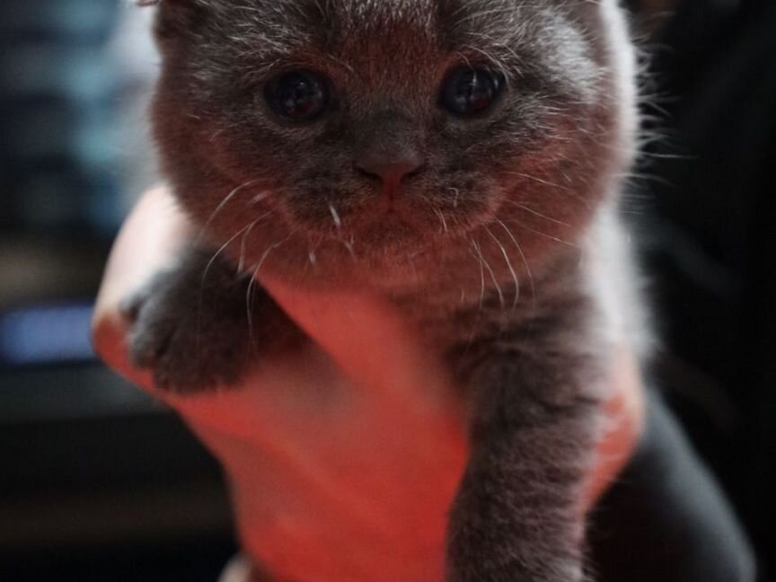 Шотландская вислоухая