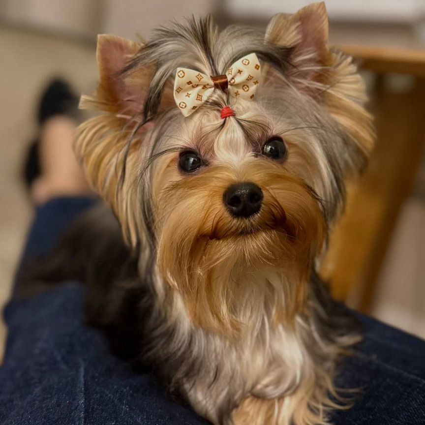 Йоркширский терьер, щенок