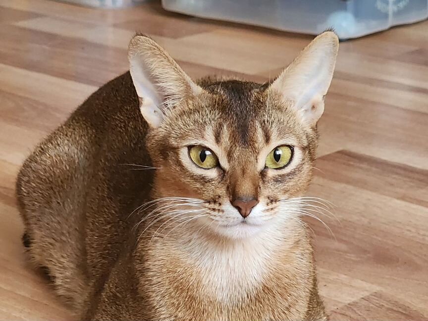 Кормящая кошечка