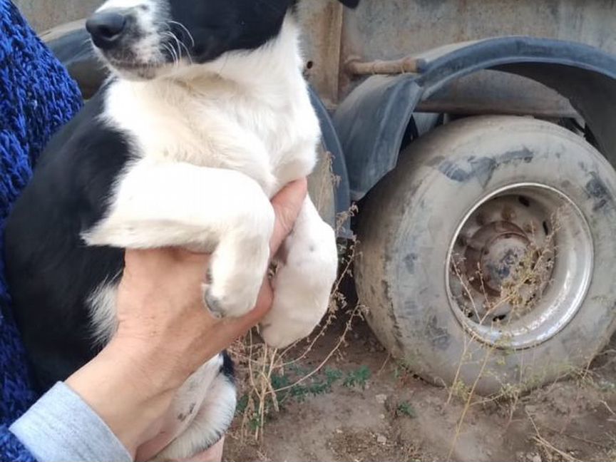 Щенок Фрося в хорошие руки бесплатно