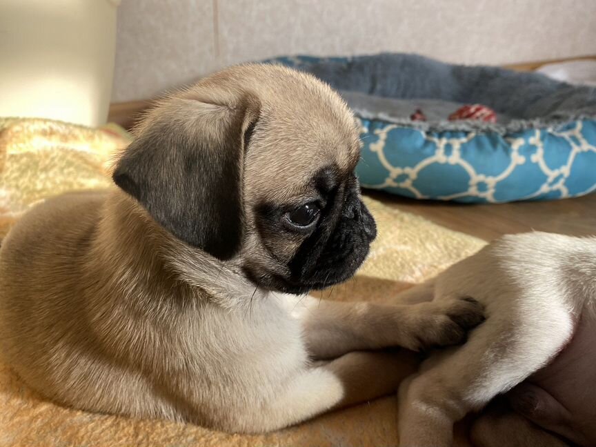 Гарик ищет семью