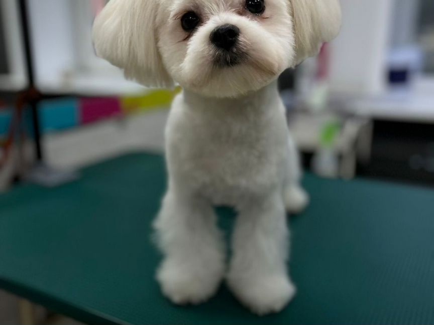 Вязка мальтийская Болонка