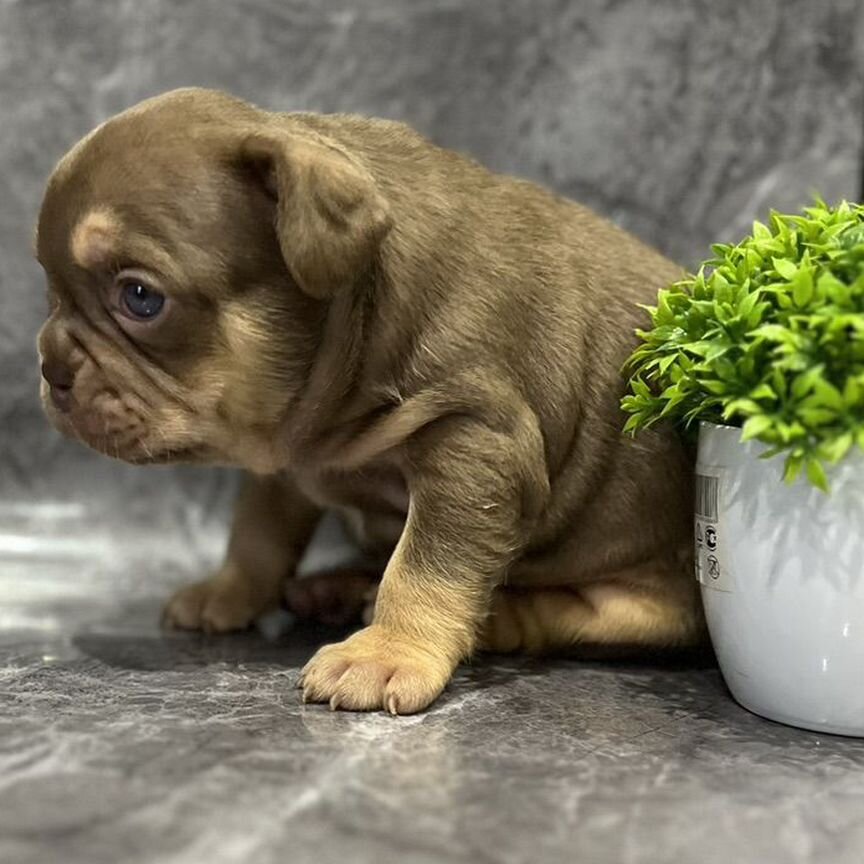 Сладкий пирожок