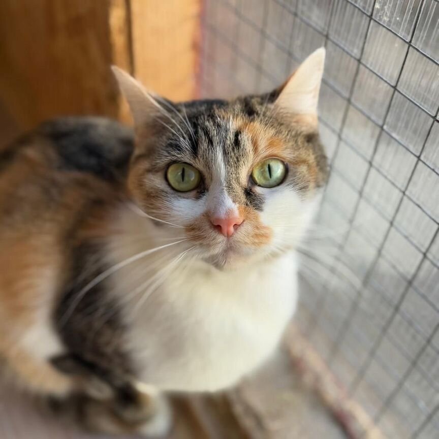 Кошка в добрые руки