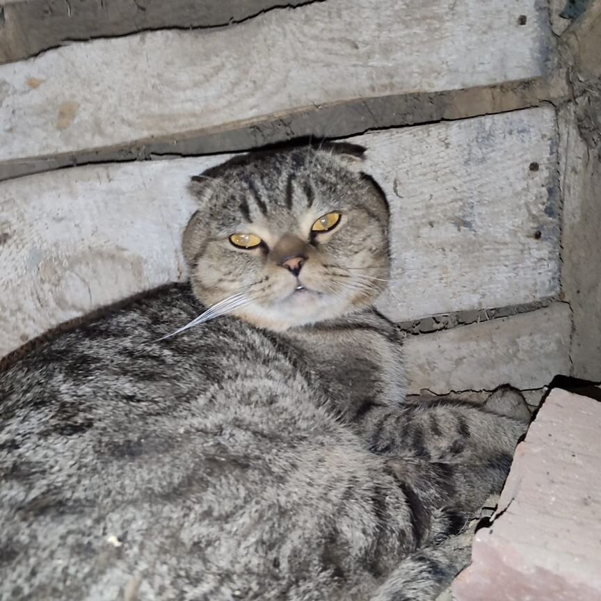 Котик в добрые руки