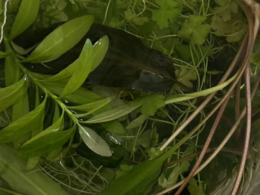 Микс растений для аквариума, аквариумные растения